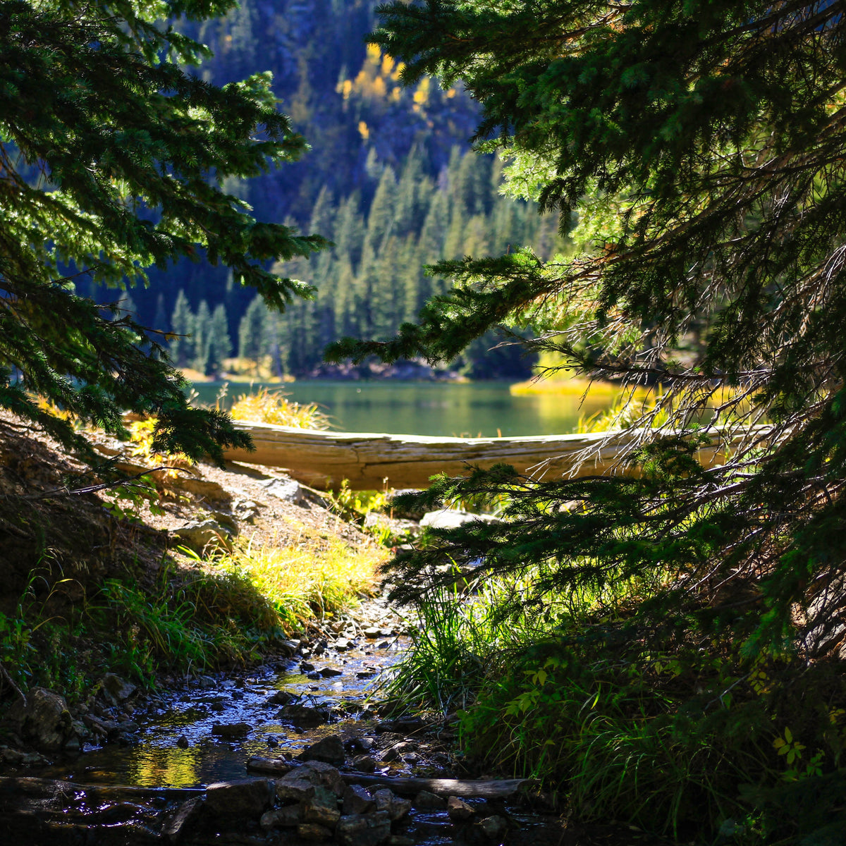 Alta Studios Online Store Home Page